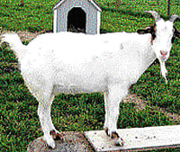 Even goats have accents!