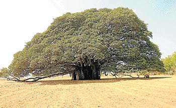 Heritage trees have history in their branches