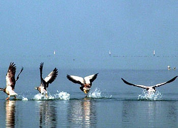 Climate change alters bird migration patterns