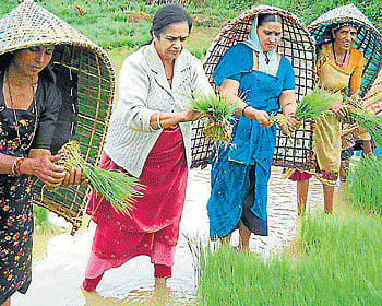 Paddy production shoots up by 20 pc in Kodagu