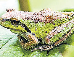 Frogs spreading fungal infection