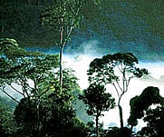 Plants 'remember' drought as part of survival