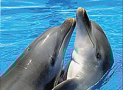 Asia's first dolphin research centre to come up in Bihar