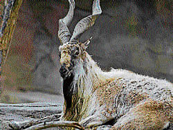 Kashmir's spiral-horned Markhor goat in peril