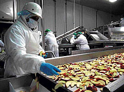 Genetically engineered apple raises a storm