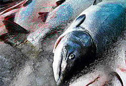 Evolution in pink salmon migration patterns