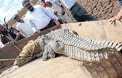 Crocs attack humans as rivers go dry
