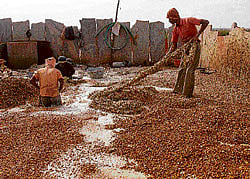 Bearing cocoon waste stench to earn daily bread
