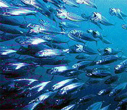 Global warming may shrink fish size: Scientists