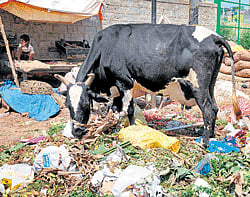 Waste segregation plan exposes child labour