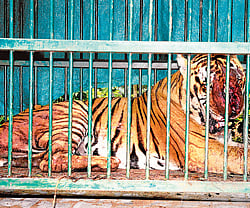 Wounded tiger from Nagarahole brought to Mysore zoo