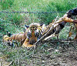 Trapped tiger rescued