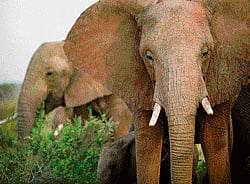 Elephants slaughtered in thousands in Africa