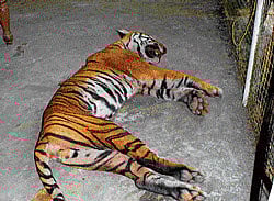 12-year-old tiger dead