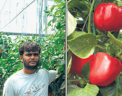 Project to make vegetables cheaper bearing fruits