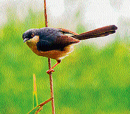 'Adopt environment-friendly life style'