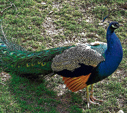 23 peacocks found dead