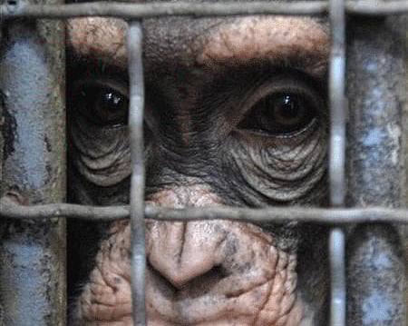 US to cut use of chimps in medical research