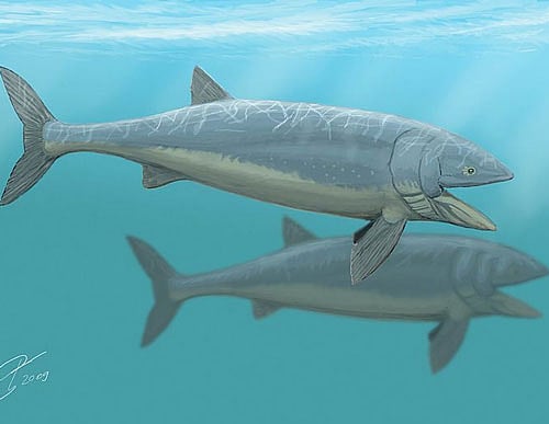 Giant 'Jurassic fish' grew up to 16m long