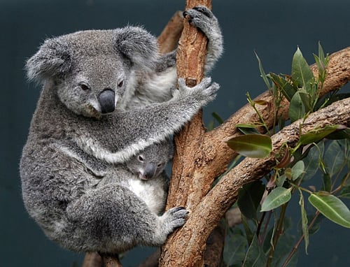 Koalas' unique organ gives them low-pitched voice