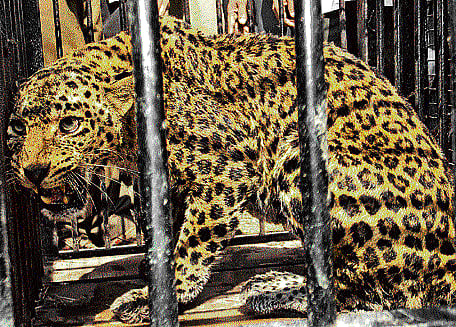 Leopard captured