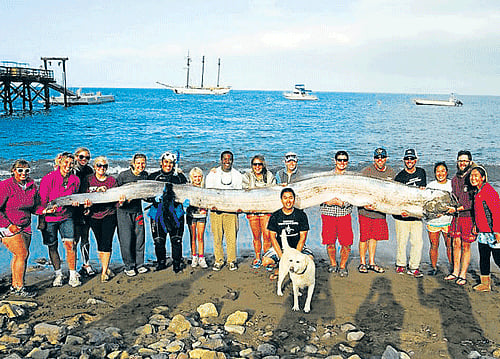 Oarfish catch that revives memories of sea monsters