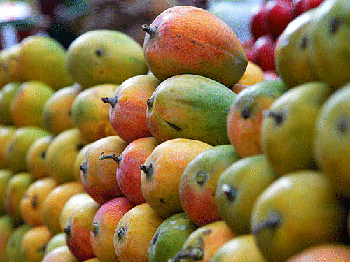 Pulp friction: Indian mango ban prompts protest in Britain