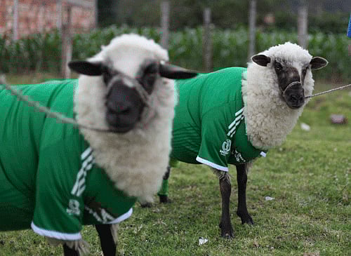 Scientists complete genome sequence of sheep