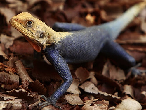 New lizard species named after Mumbai scientist