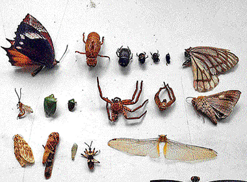 Insect diet may have led to bigger human brains