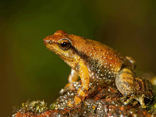 Bitter taste receptors may be key to animal survival