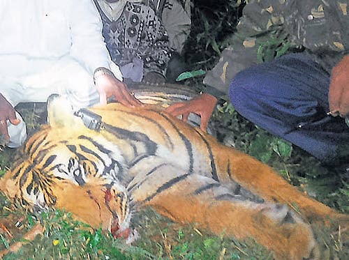 Man-eater tiger shot dead, finally