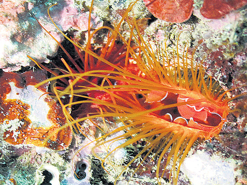 Disco clams stage a fascinating light show