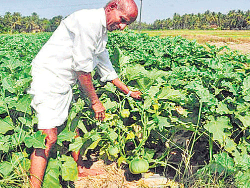 Farmers fret as Mattu gulla prices fall