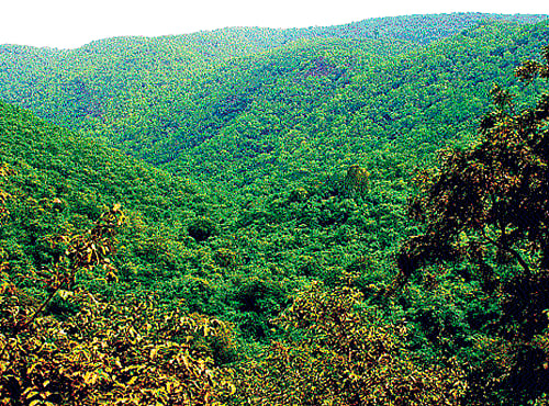 Nature tweets from Sandur