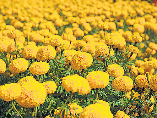 The many wonders of marigold oil