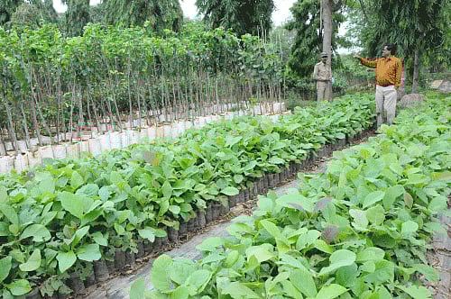 NGO plants saplings in villages, local people maintain them