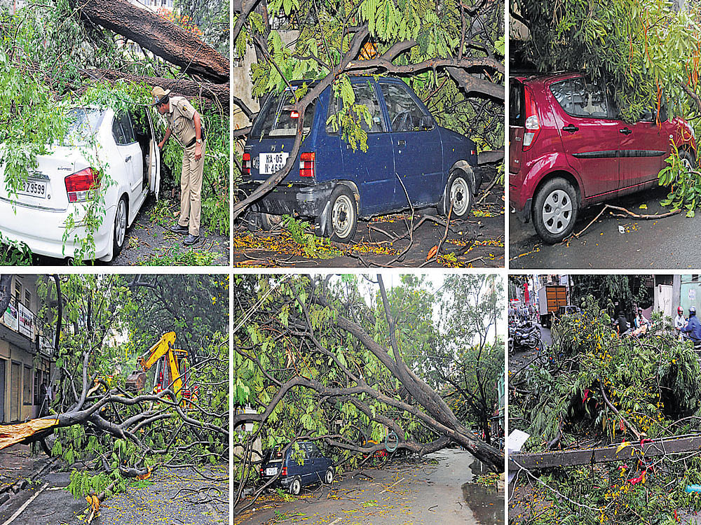 Trees uprooted, cars crushed