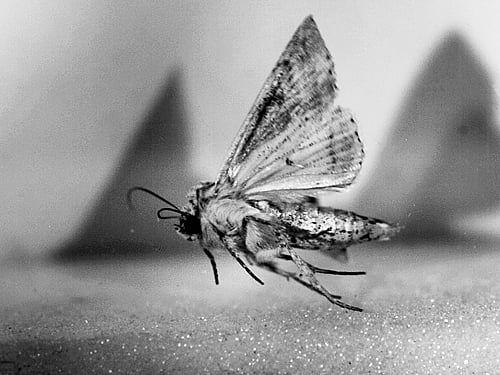 Legs give moths a flying start