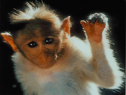Fossil of one-million-year-old monkey identified