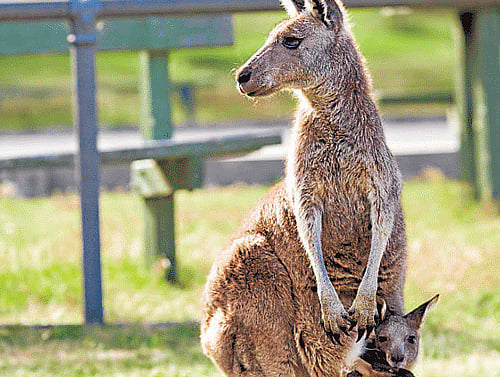 Australians urge to cull kangaroos
