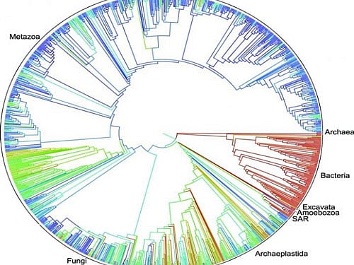 First 'tree of life' encompassing all of life created