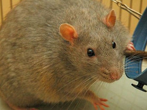 Say Cheese! Now NY rat takes a selfie