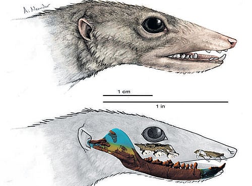Jawbone in rock may clear up a mammal family mystery