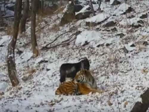 Tiger and goat forge unlikely friendship in Russian zoo