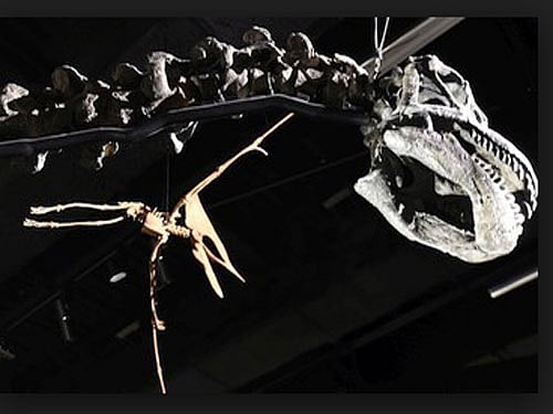 First fossils of microscopic 'mud dragons' found