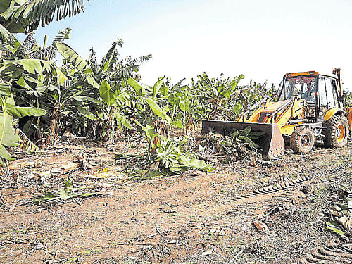 Price crash forces banana farmer to destroy crop