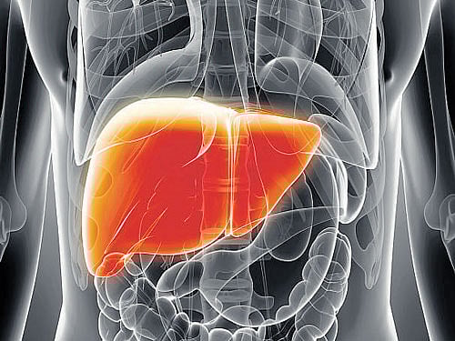 Bengaluru startup develops 3D printed liver tissues