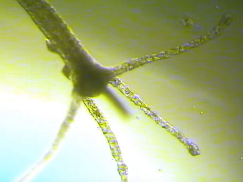 Meet the animal that may never die