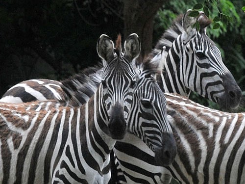 Zebra stripes not for camouflage protection against predators